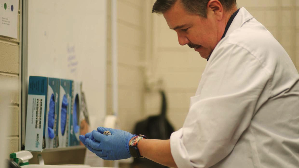 New Genes for the Northern Quoll: A Colossal Step Toward Bufotoxin ...