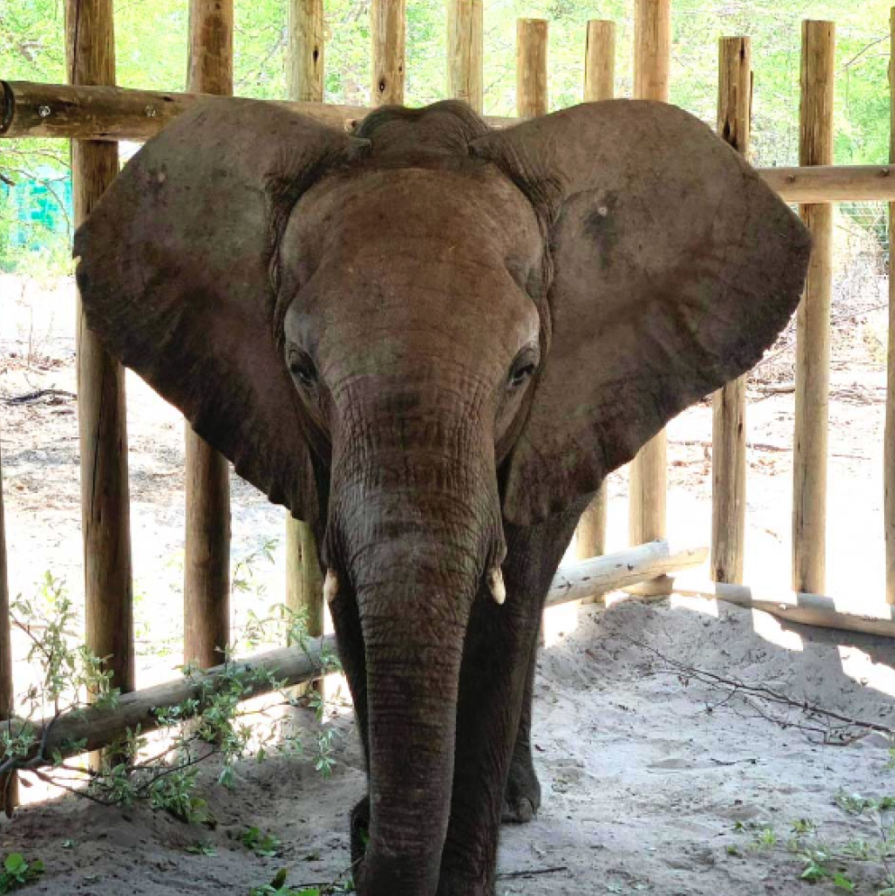 Elephant Havens: A Sanctuary of Love, Hope, and Conservation