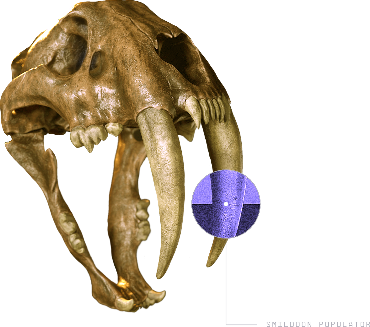 De-extinction Education