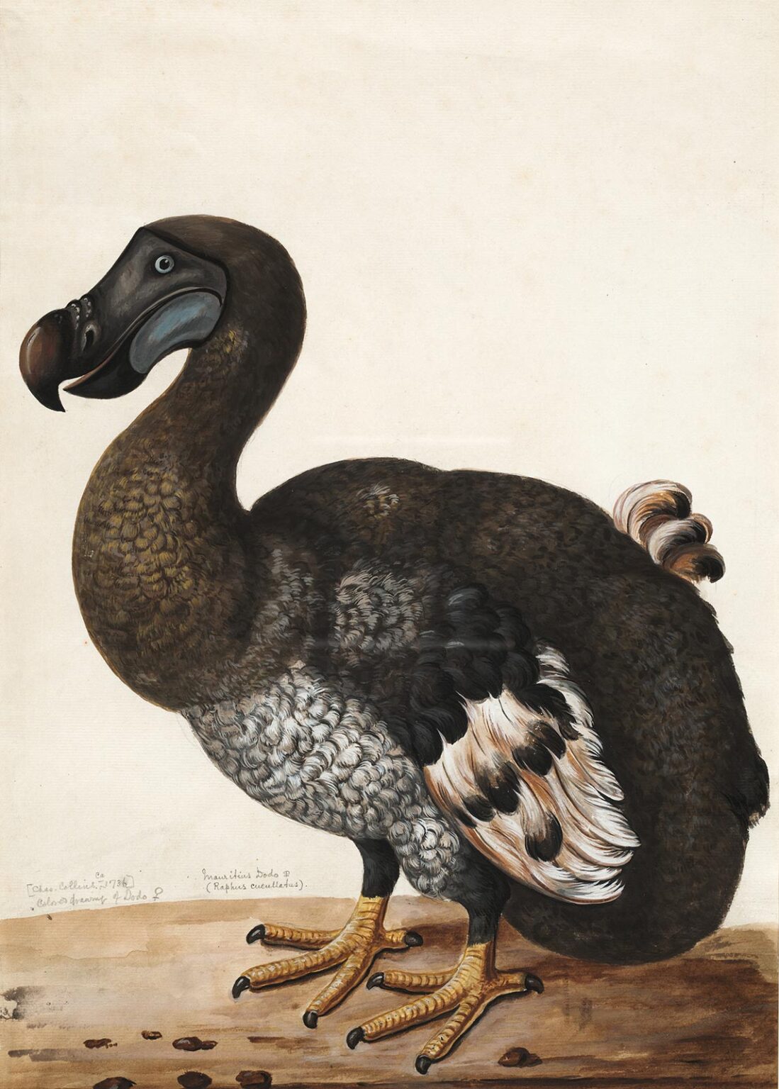 The Dodo: A De-Extinction Challenge to Humanity’s Perception of Utility