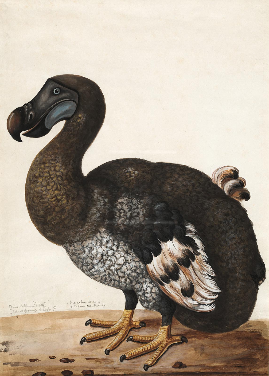 The Dodo: A De-Extinction Challenge to Humanity’s Perception of Utility